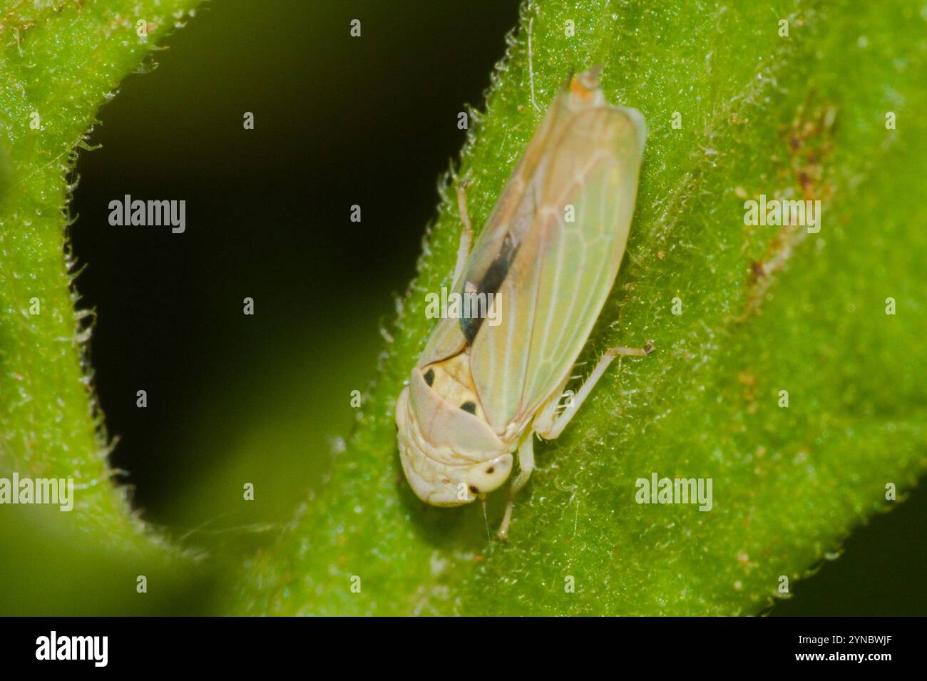 Typical Leafhoppers (Cicadellidae Stock Photo - Alamy