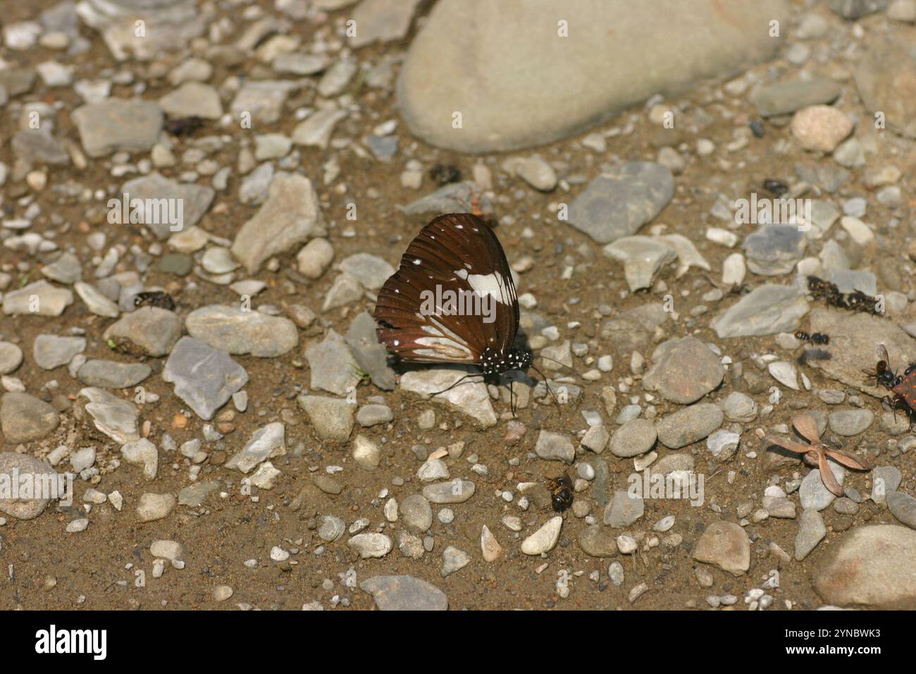 Magpie butterfly hi-res stock photography and images - Alamy