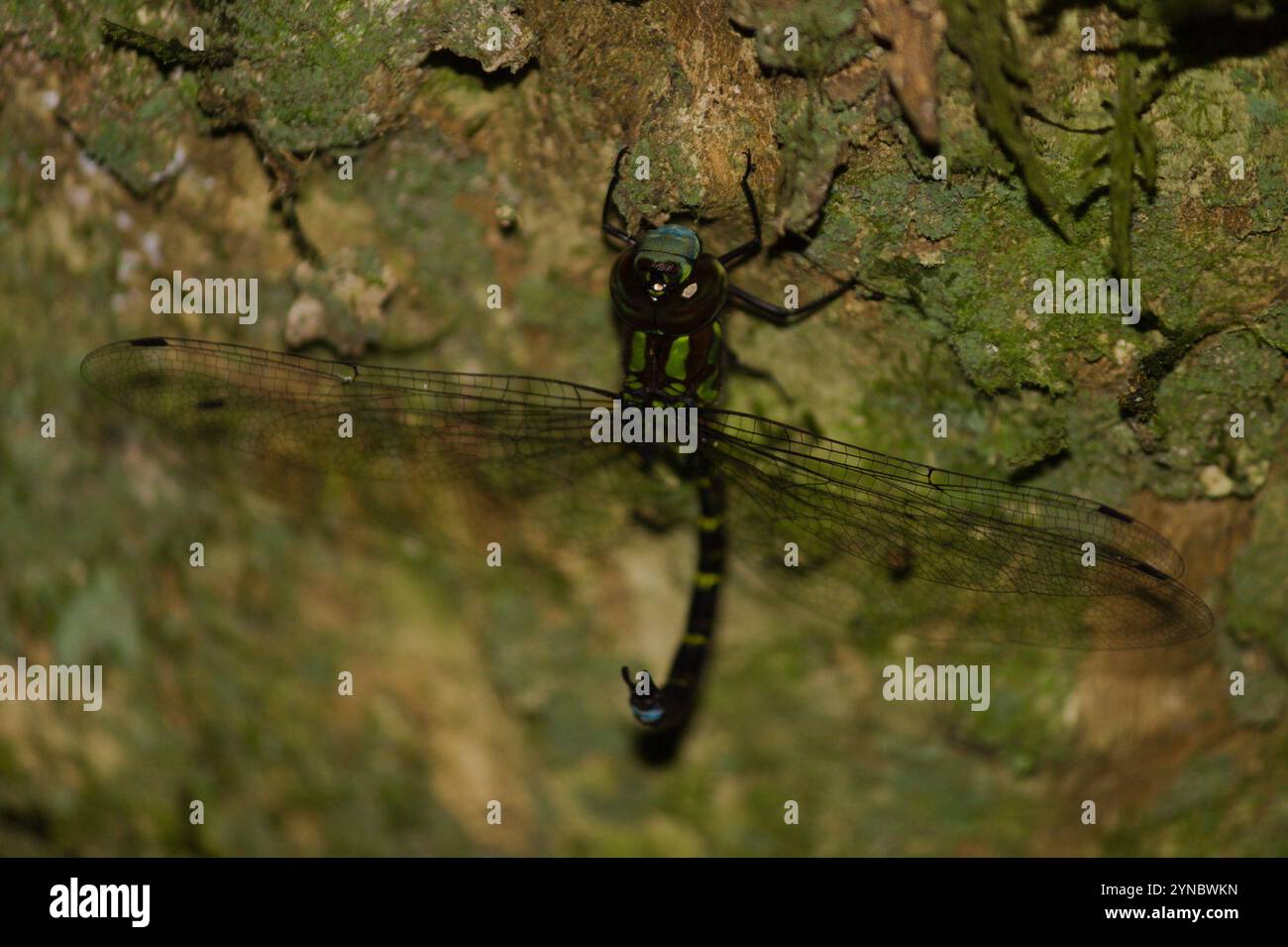Neotropical Darners (Rhionaeschna Stock Photo - Alamy