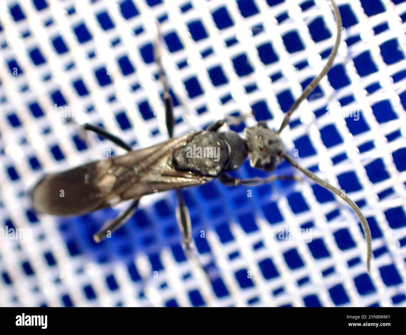 Ponerine Ants (Ponerinae Stock Photo - Alamy