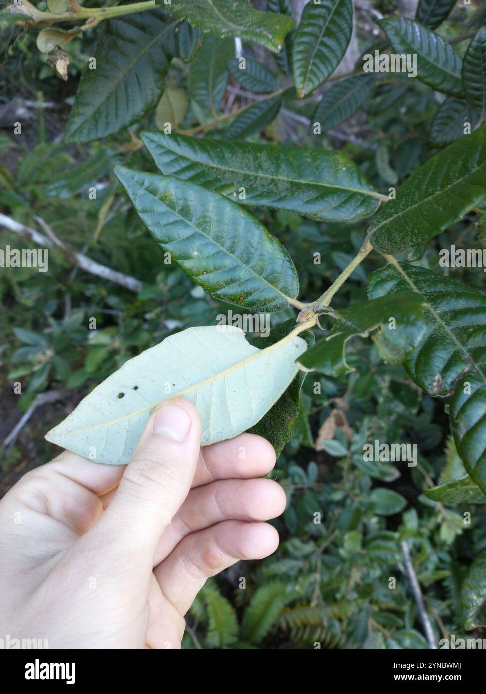 Tanoak (Notholithocarpus densiflorus Stock Photo - Alamy