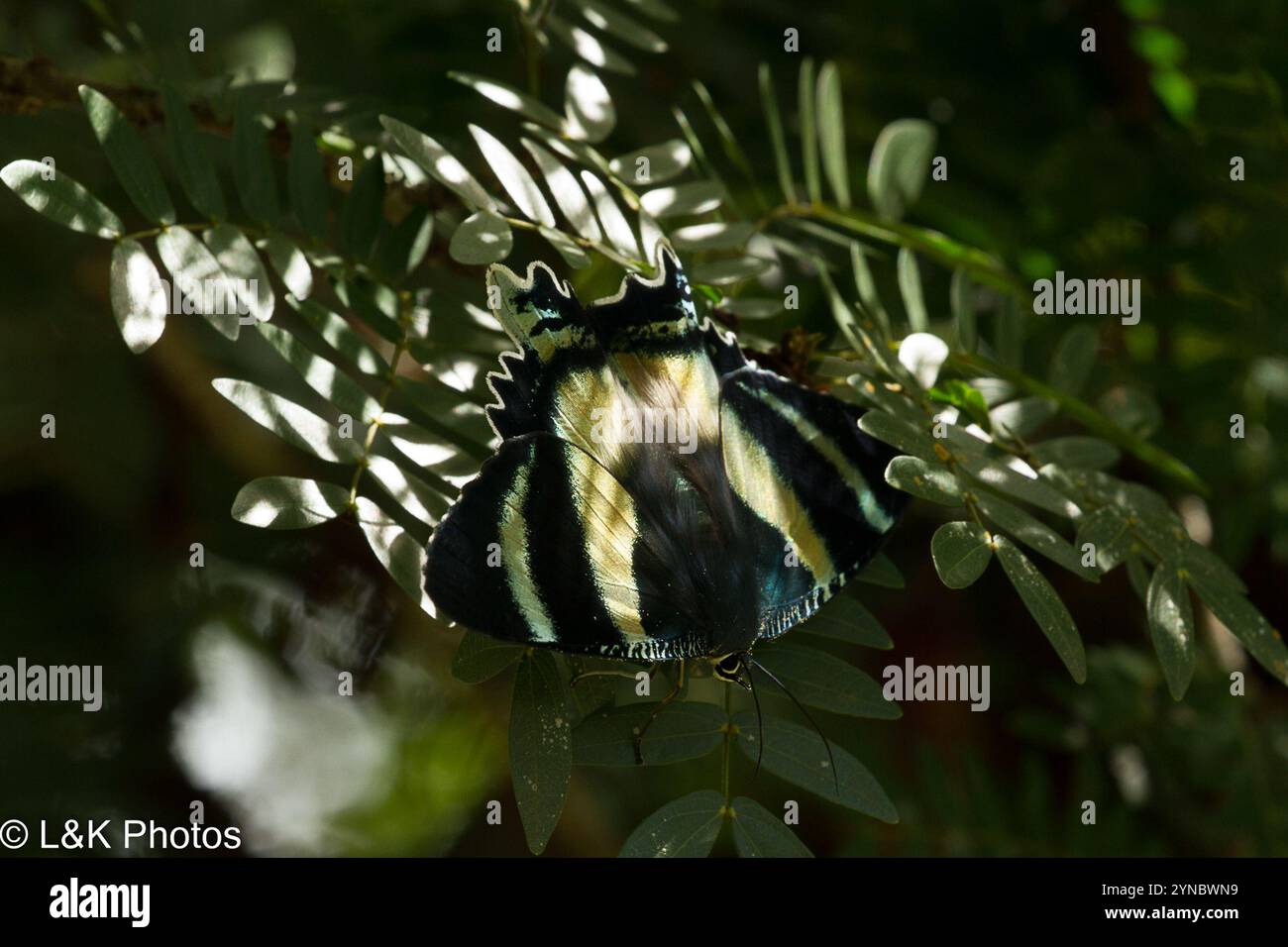 North Queensland Day Moth (Alcides metaurus Stock Photo - Alamy