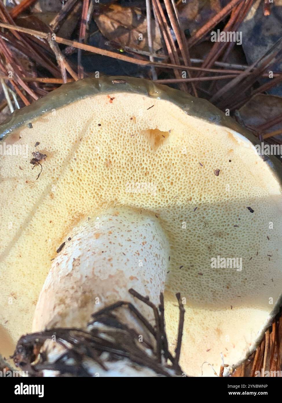 Slippery Jacks (Suillus Stock Photo - Alamy