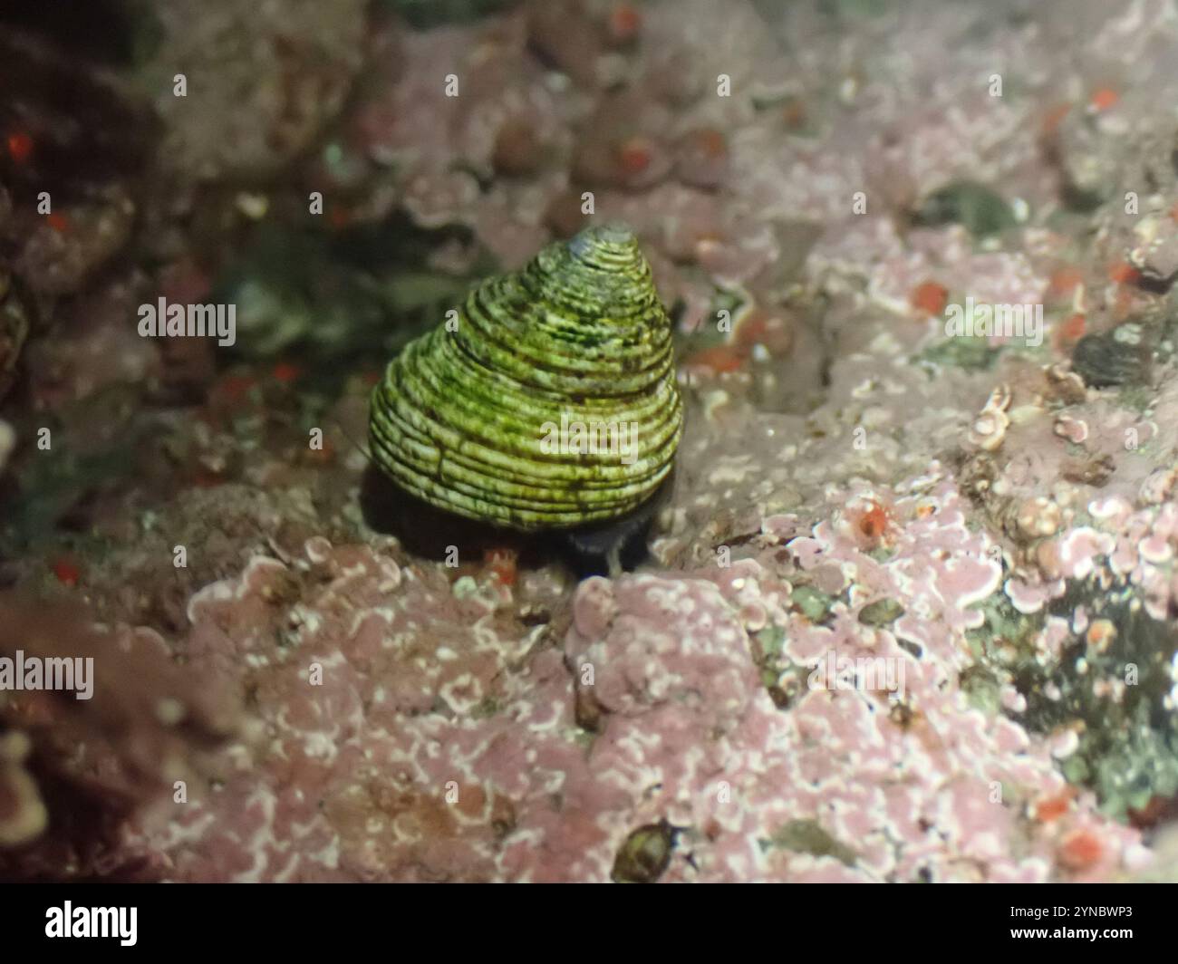 Blue ringed top snail hi-res stock photography and images - Alamy