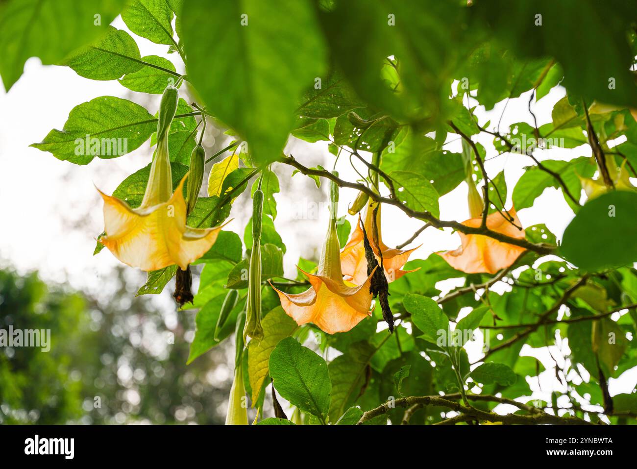 Brugmansia suaveolens, Brazil's white angel trumpet, also known as ...