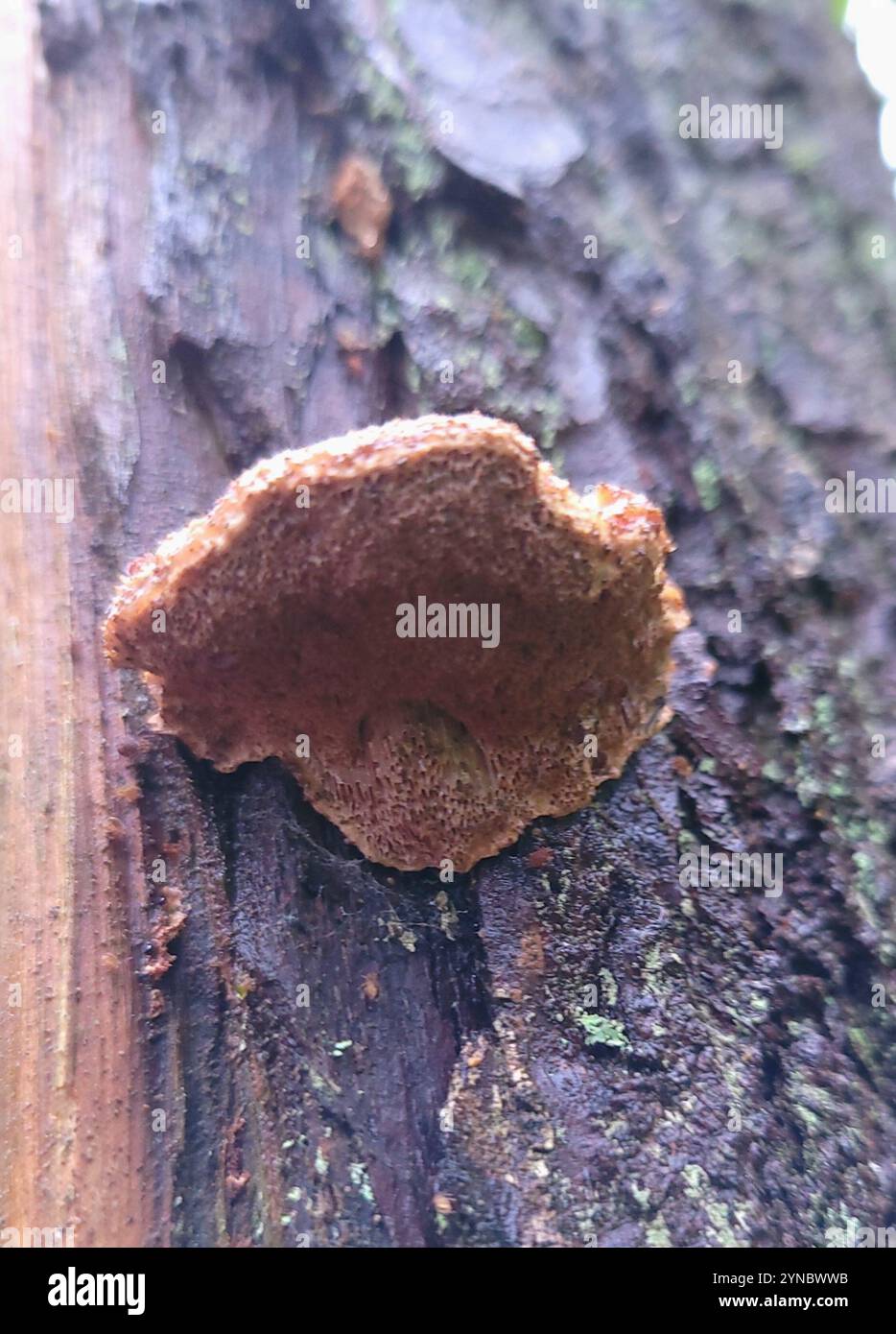 brown-staining cheese polypore (Fuscopostia fragilis Stock Photo - Alamy