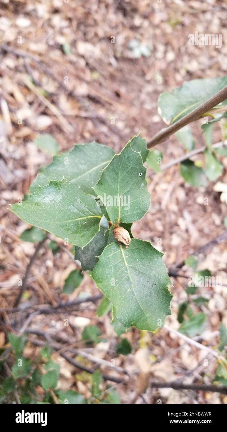 canyon live oak (Quercus chrysolepis Stock Photo - Alamy