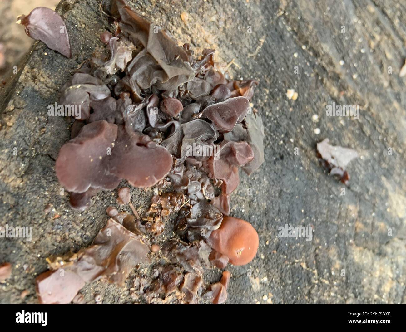Jelly Tree Ear (Auricularia americana Stock Photo - Alamy