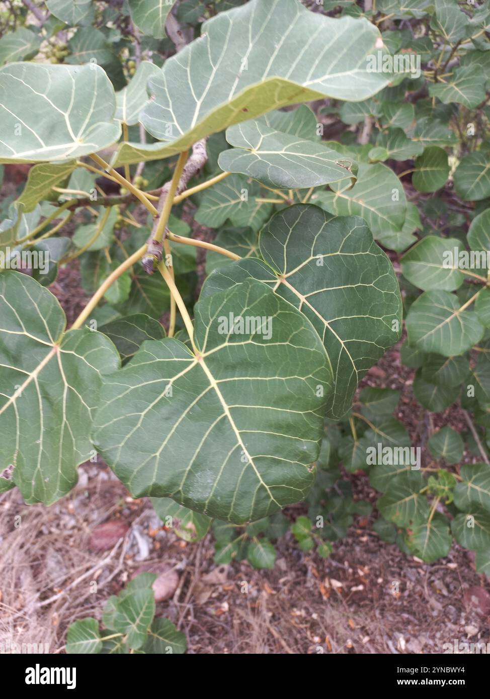 Large-leaved rock fig (Ficus abutilifolia Stock Photo - Alamy
