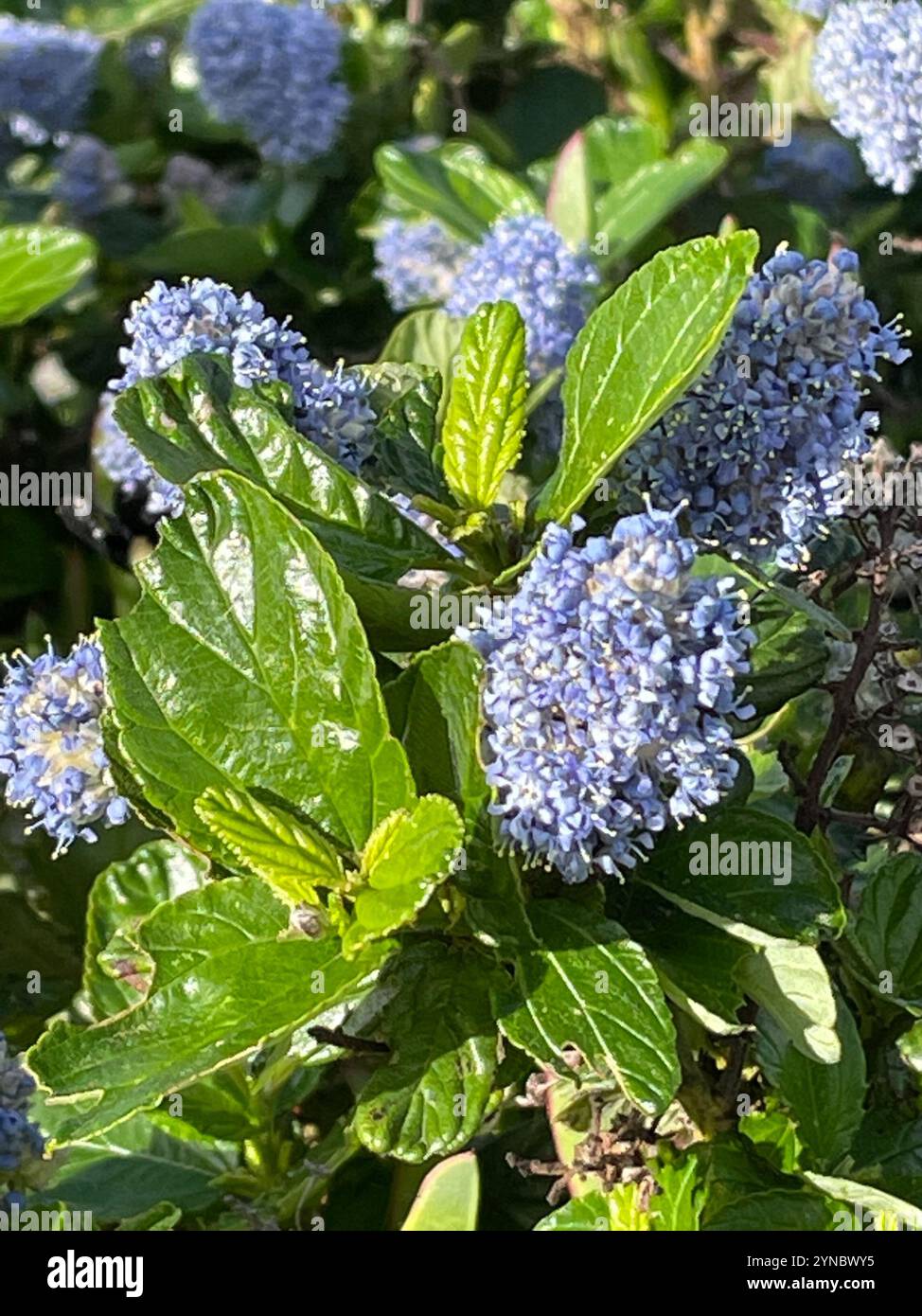 Blueblossom Ceanothus Thyrsiflorus Stock Photo Alamy