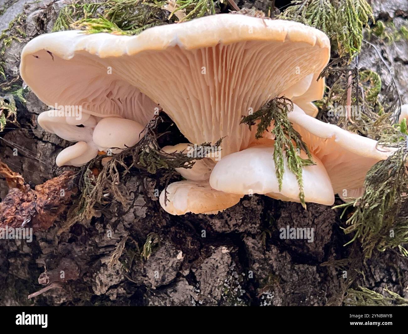 Oyster Mushroom (Pleurotus ostreatus Stock Photo - Alamy