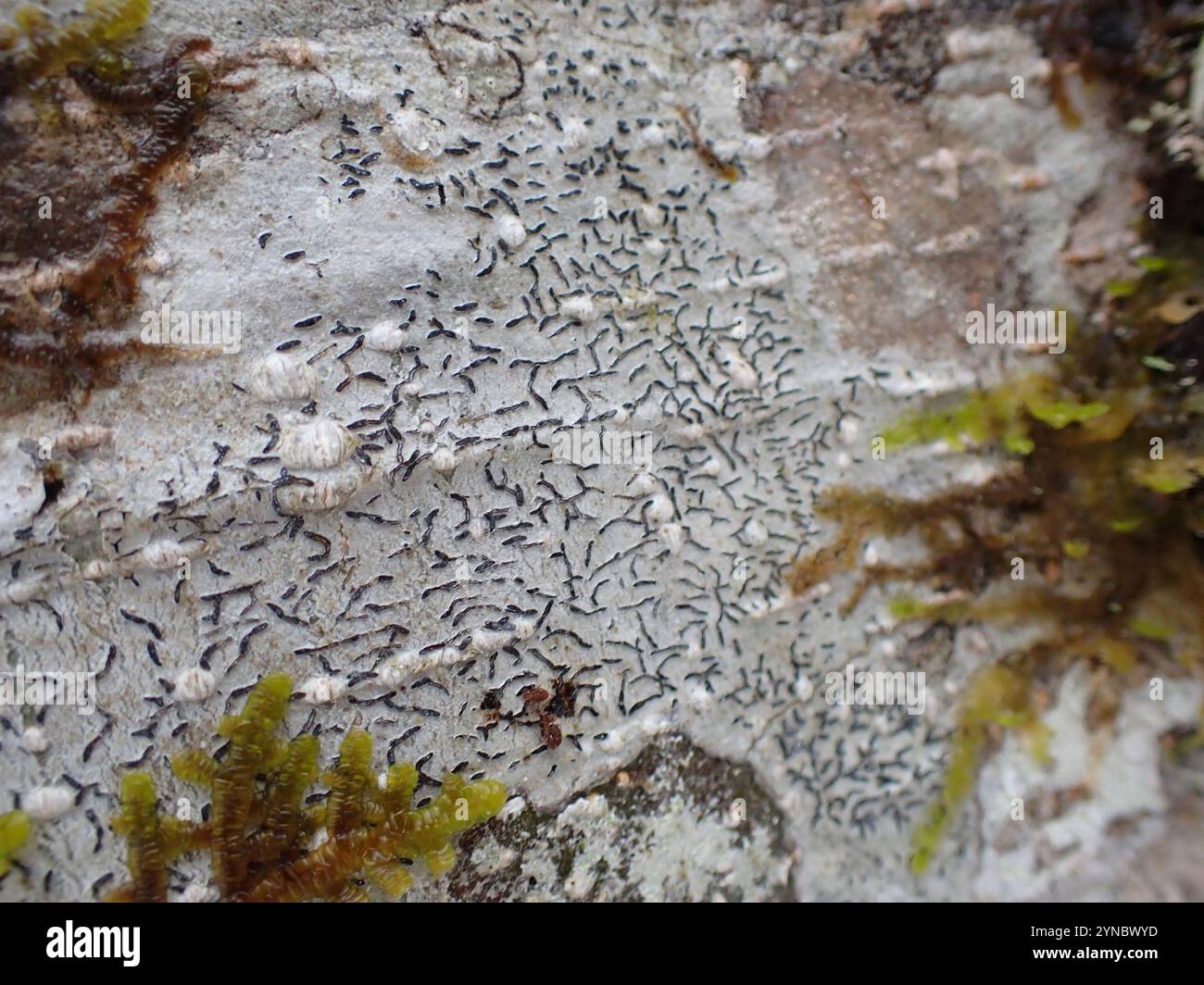 Common Script Lichen (Graphis scripta Stock Photo - Alamy