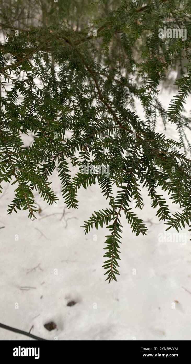 eastern hemlock (Tsuga canadensis Stock Photo - Alamy