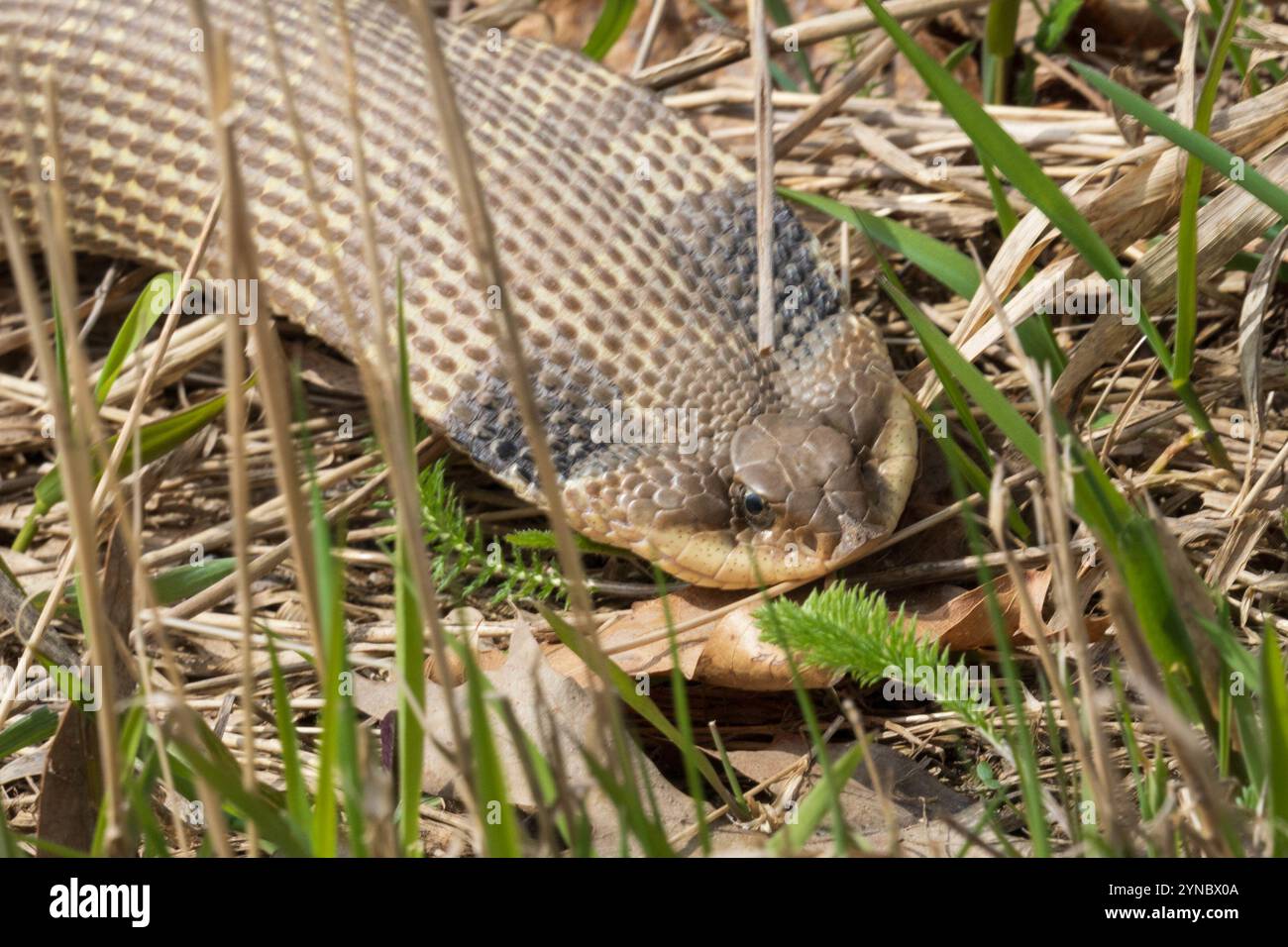 Eastern Hognose Snake (Heterodon platirhinos Stock Photo - Alamy