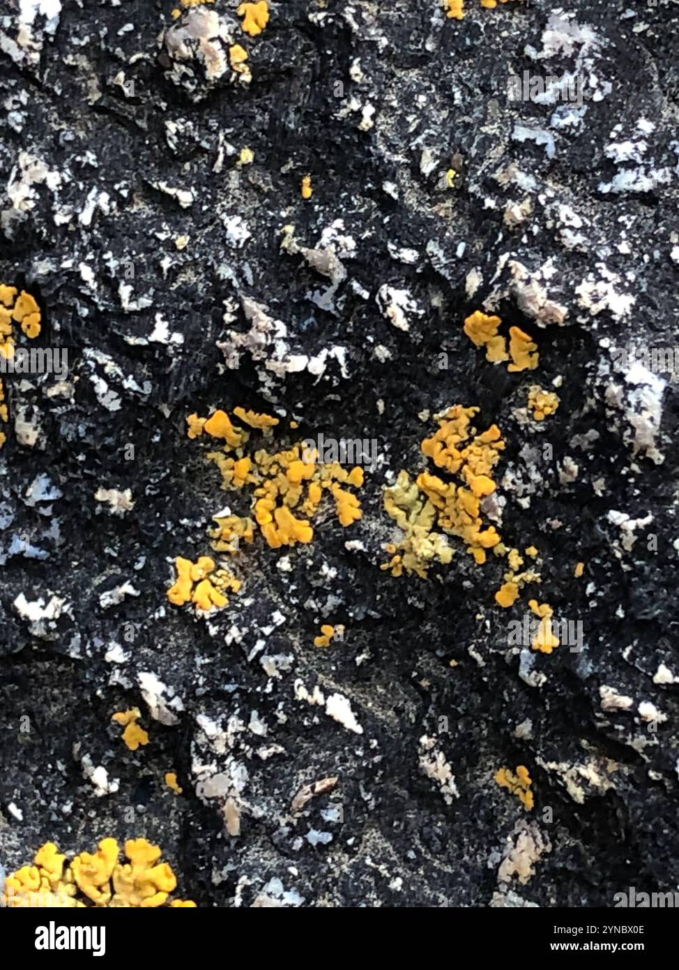 common lichens (Lecanoromycetes Stock Photo - Alamy