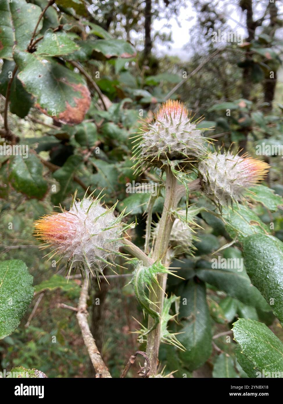 red thistle (Cirsium ehrenbergii Stock Photo - Alamy