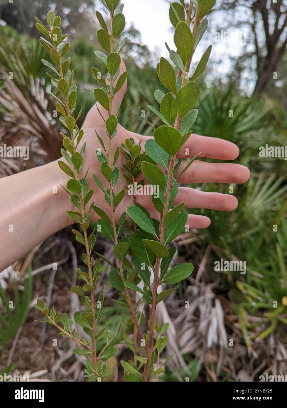 coastal plain staggerbush (Lyonia fruticosa Stock Photo - Alamy