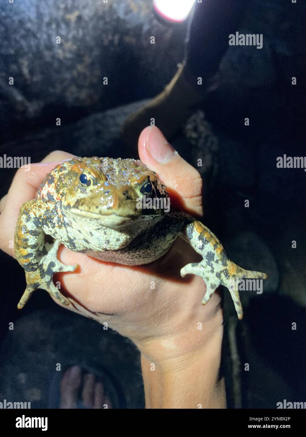Western Toad (Anaxyrus boreas Stock Photo - Alamy