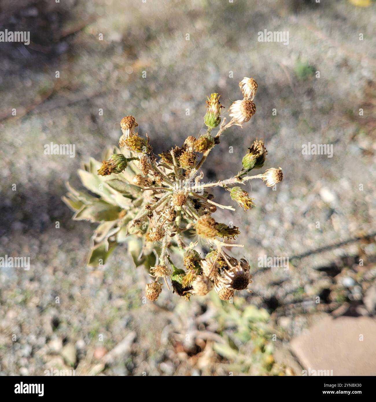 Telegraphweed (Heterotheca grandiflora Stock Photo - Alamy