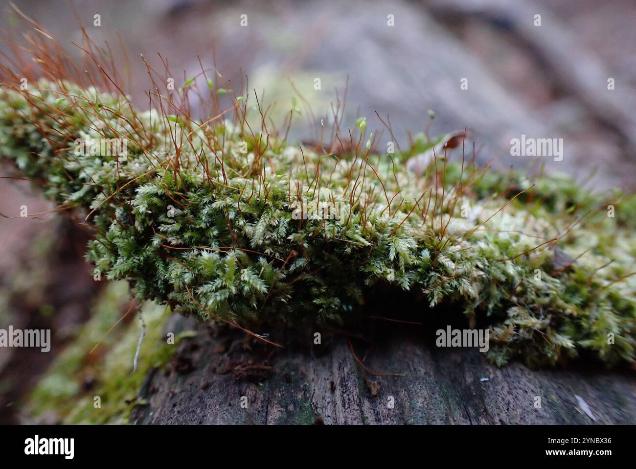 Isopterygium Moss (Isopterygium tenerum Stock Photo - Alamy