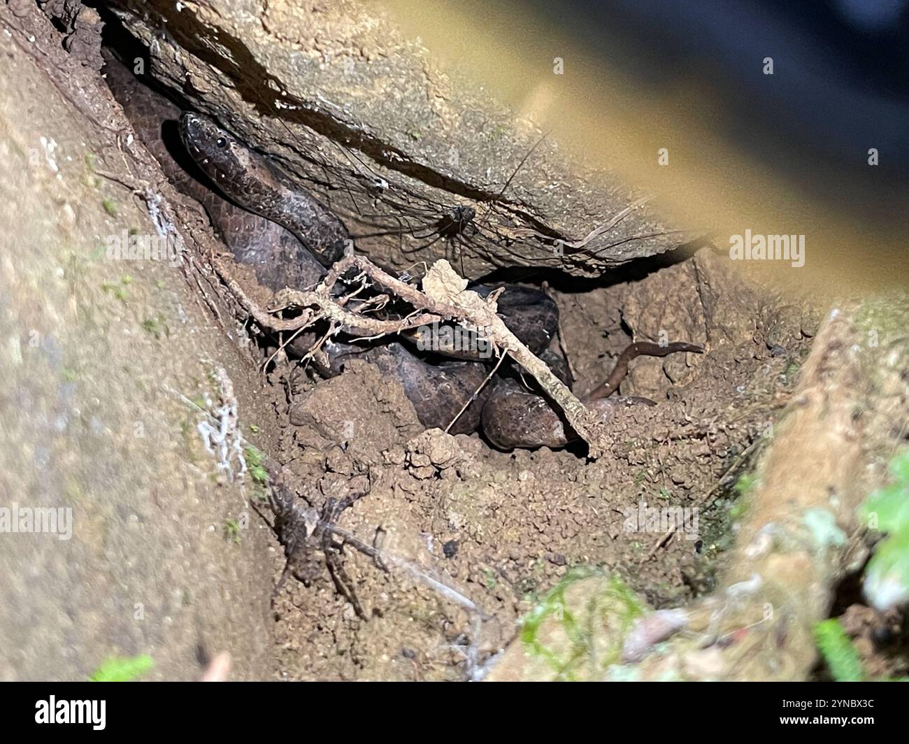 Common Mock Viper (Psammodynastes pulverulentus Stock Photo - Alamy
