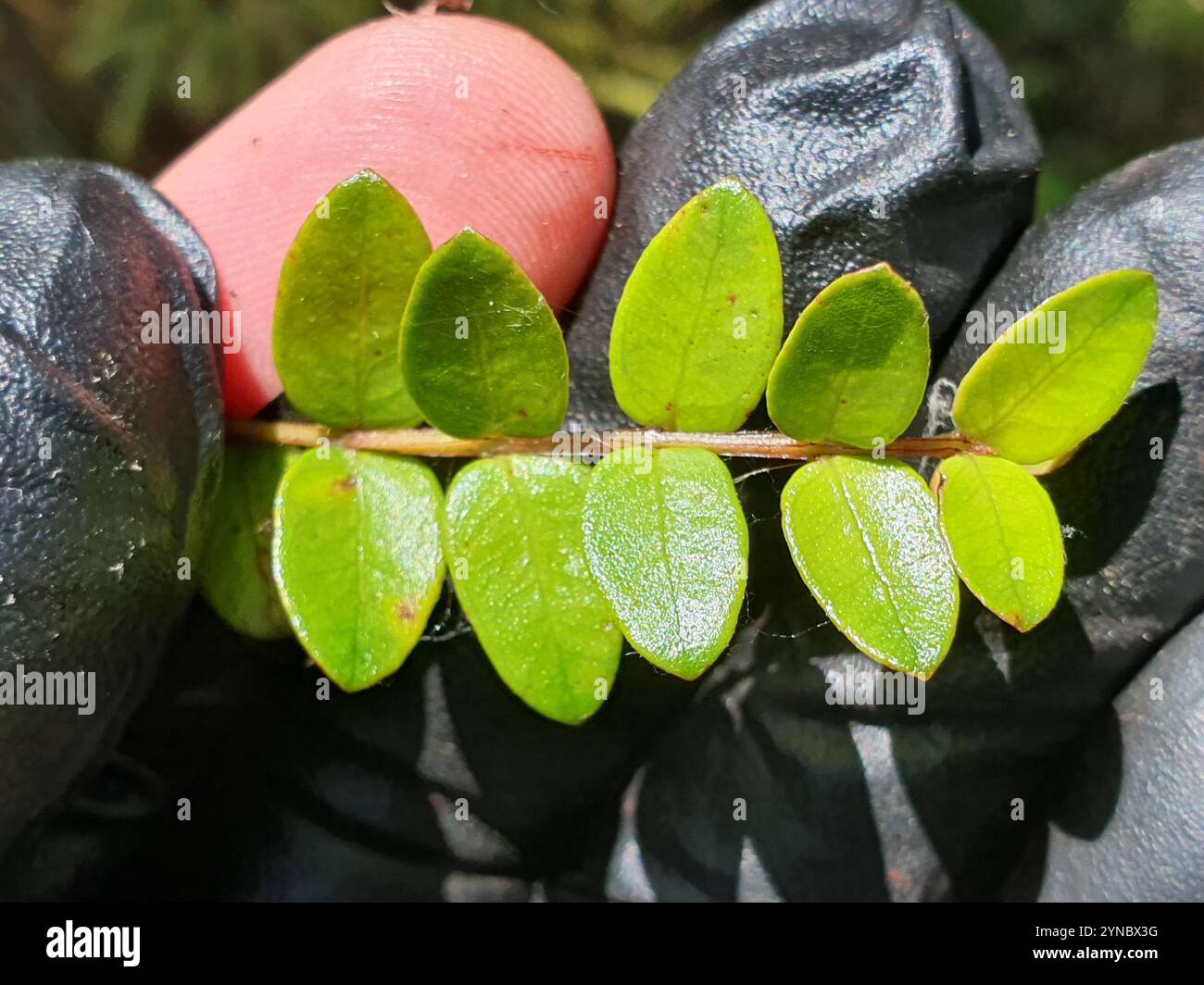 white climbing rātā (Metrosideros diffusa Stock Photo - Alamy