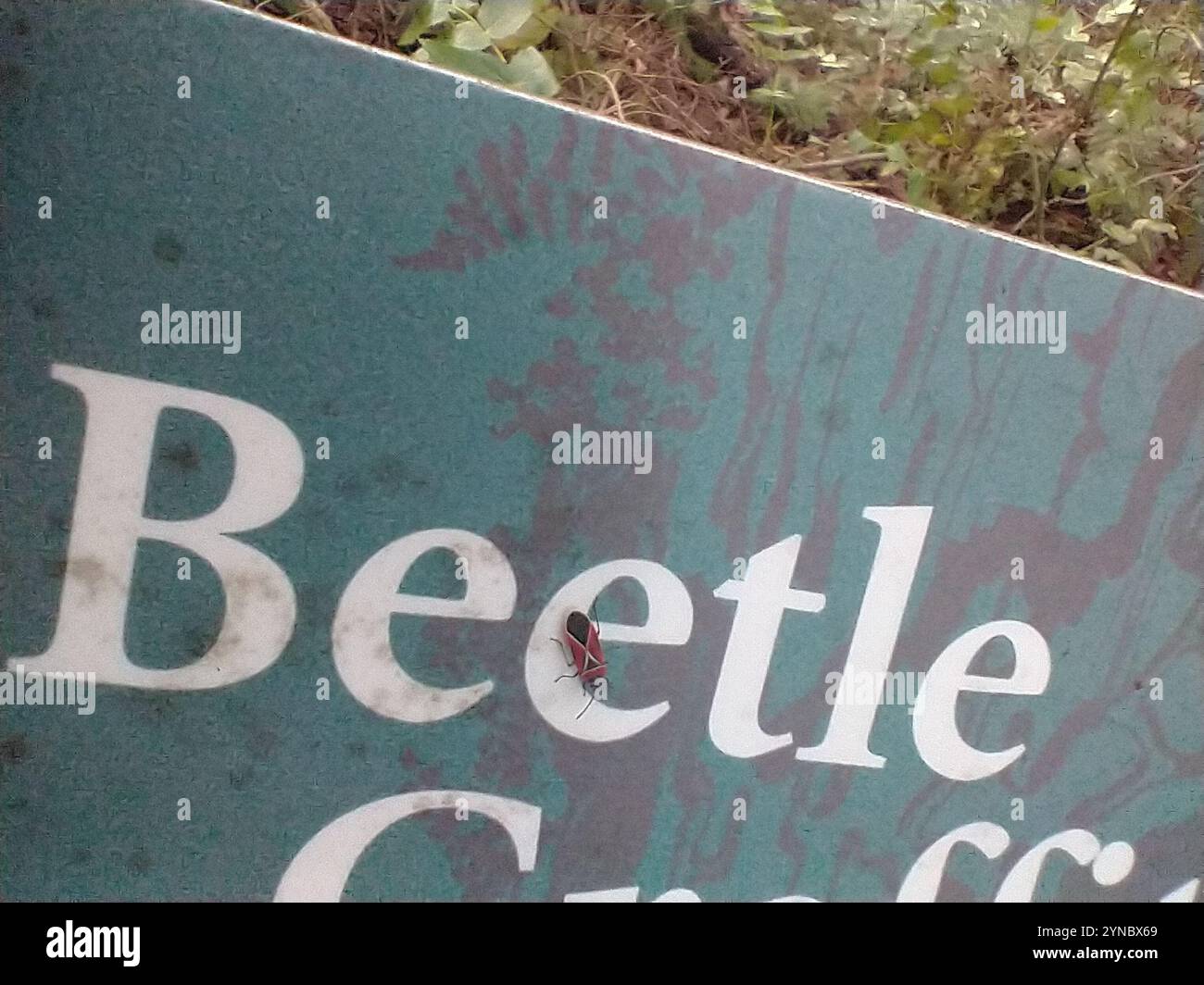 White-crossed Seed Bug (Neacoryphus bicrucis Stock Photo - Alamy