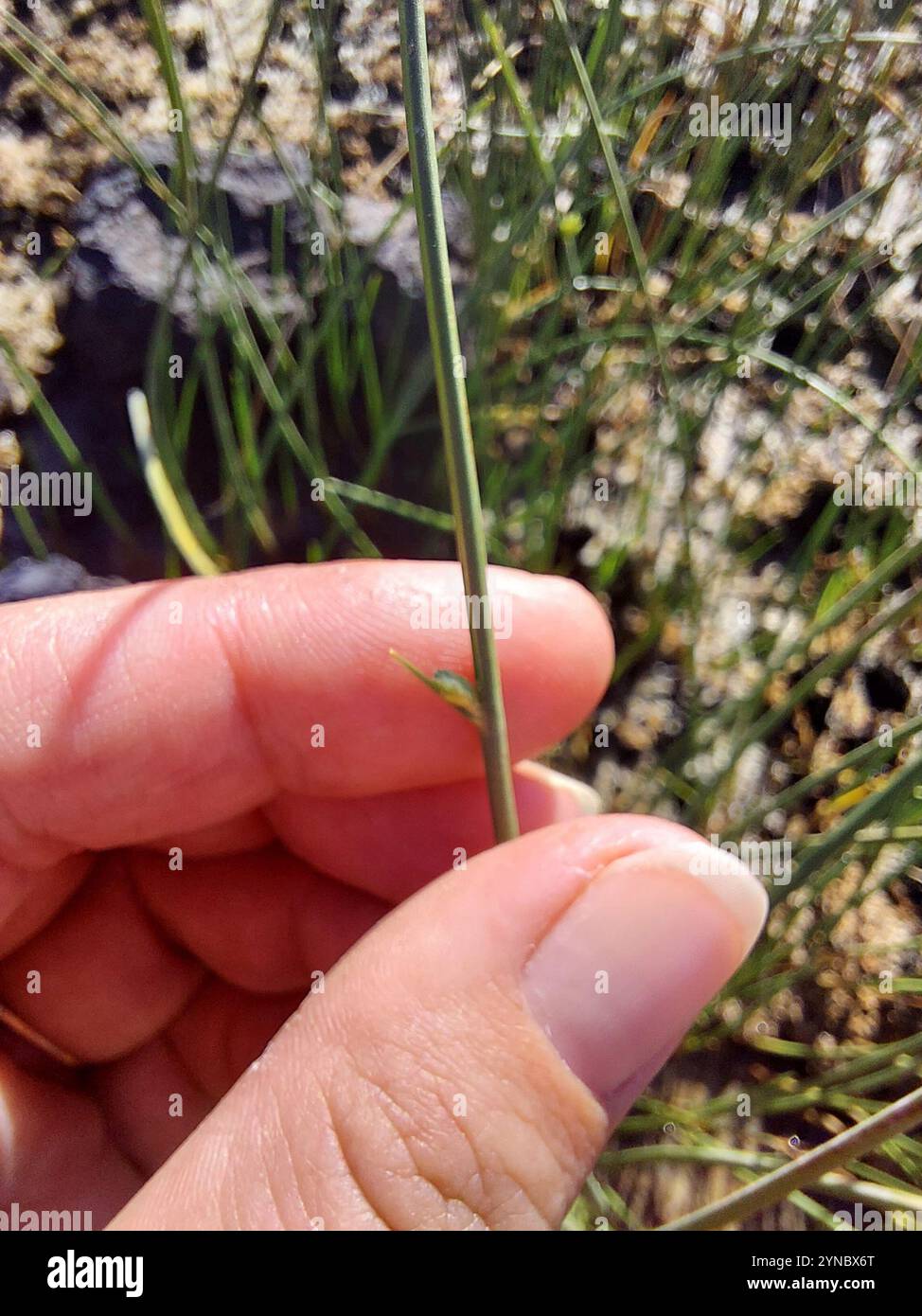 Smooth Flatsedge (Cyperus laevigatus Stock Photo - Alamy