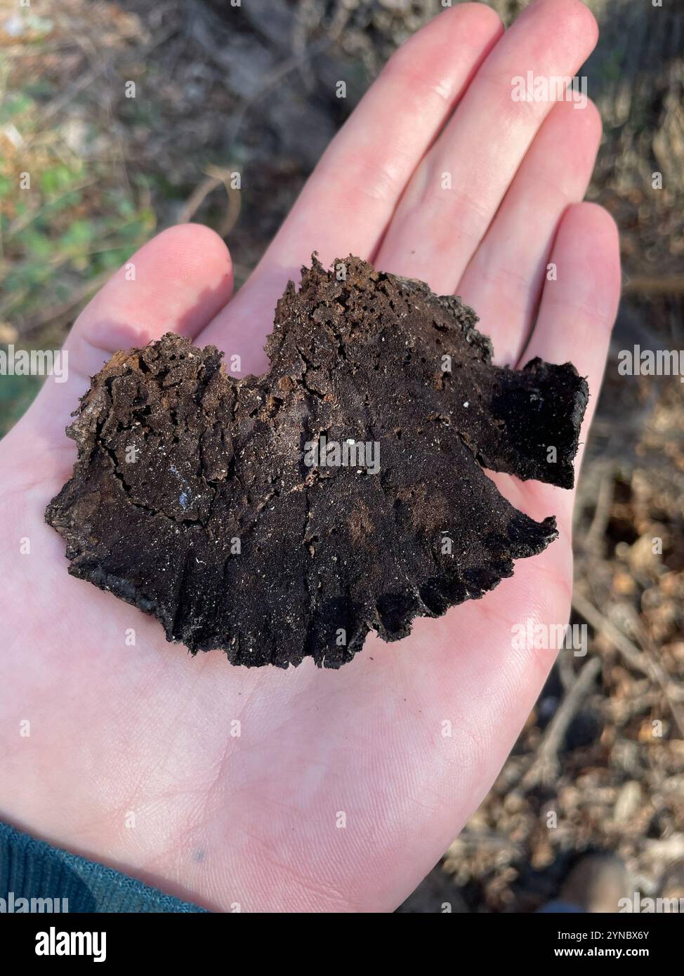 Hairy Hexagonia (Hexagonia hydnoides Stock Photo - Alamy