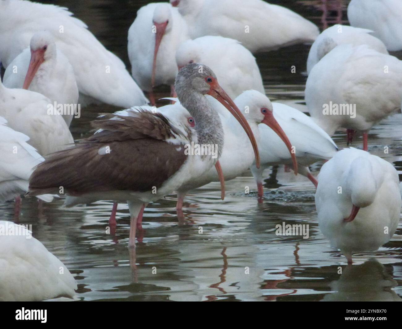 White Ibis (Eudocimus albus Stock Photo - Alamy