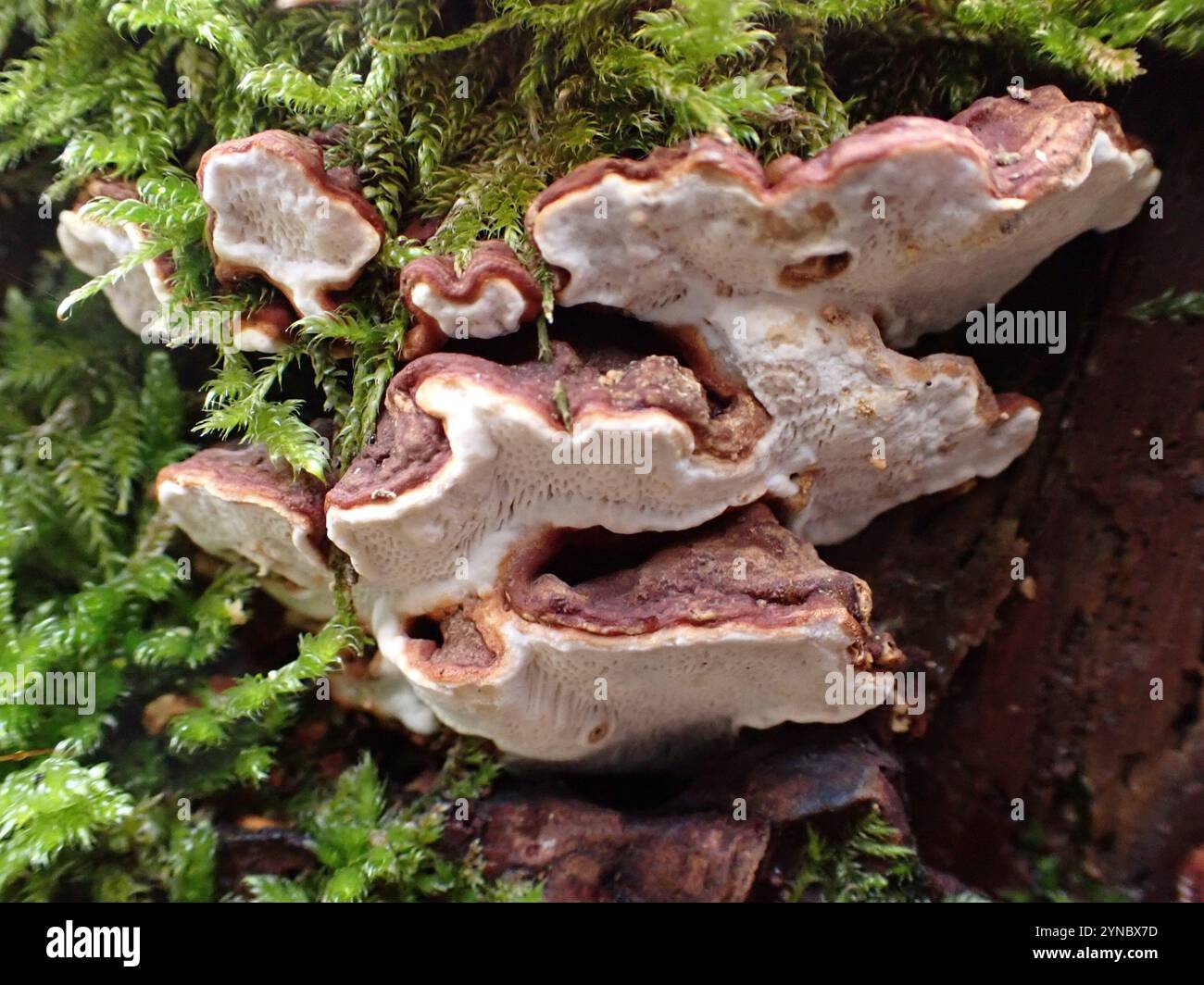 Conifer-base Polypore (Heterobasidion annosum Stock Photo - Alamy