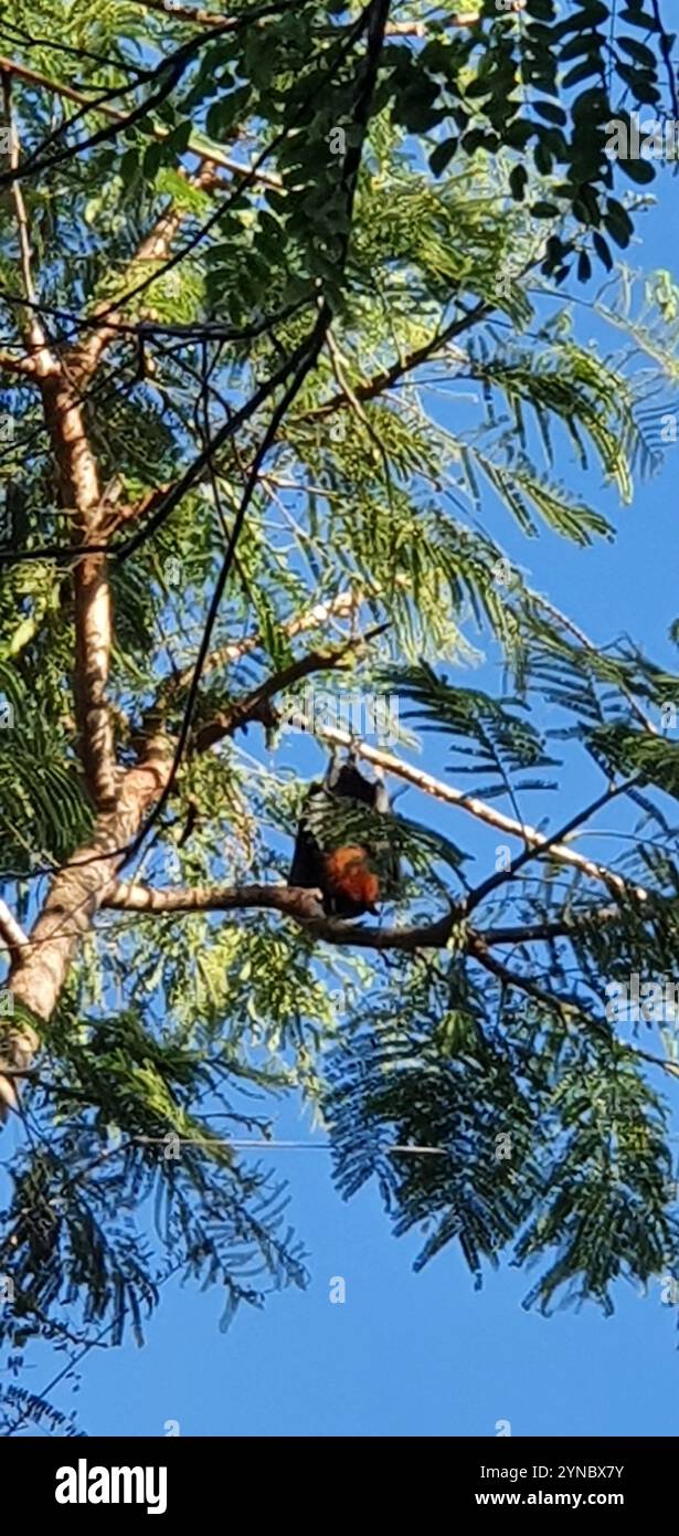 Black Flying-fox (Pteropus alecto Stock Photo - Alamy