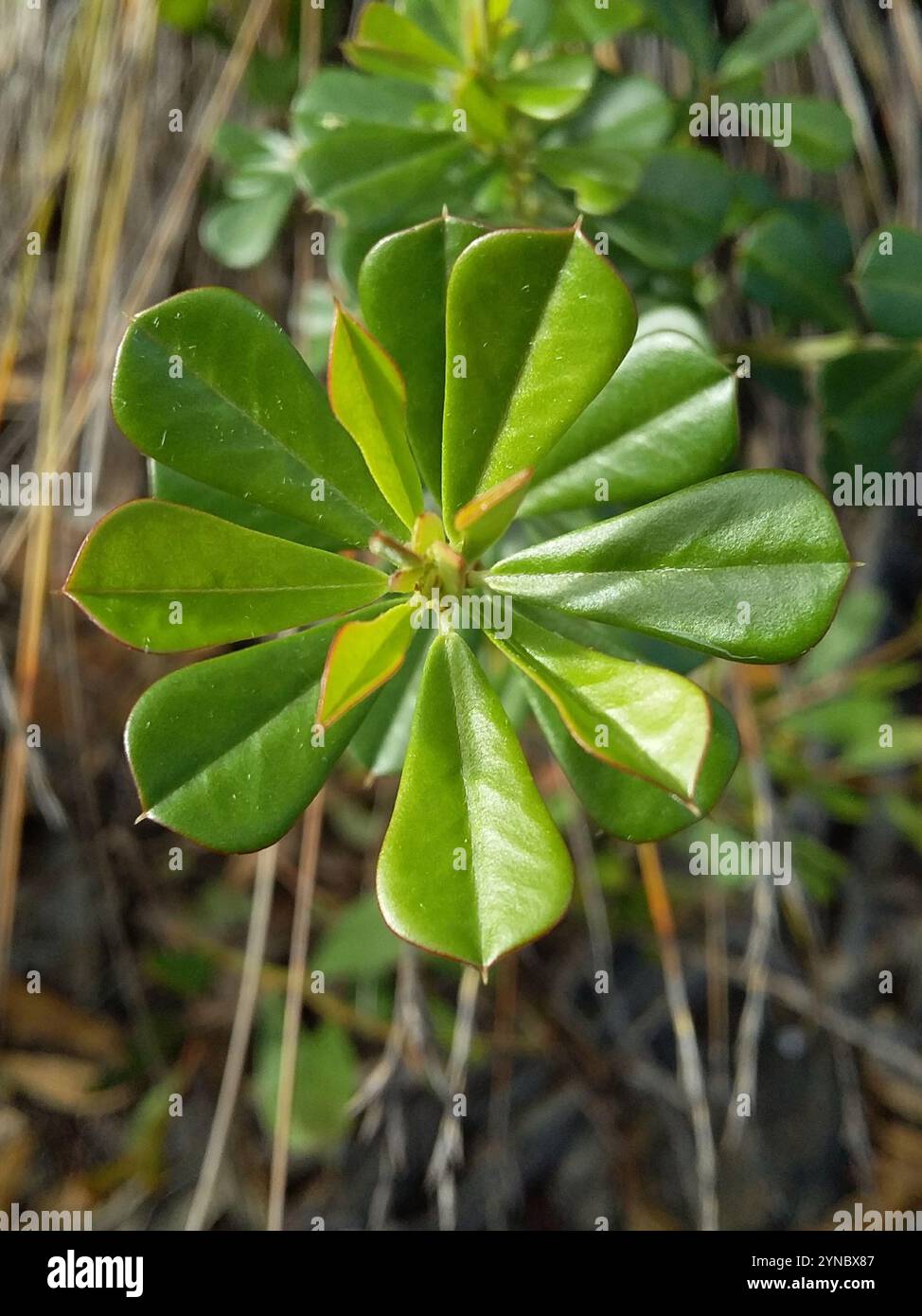 Large-leaf Bush Pea (Pultenaea daphnoides Stock Photo - Alamy