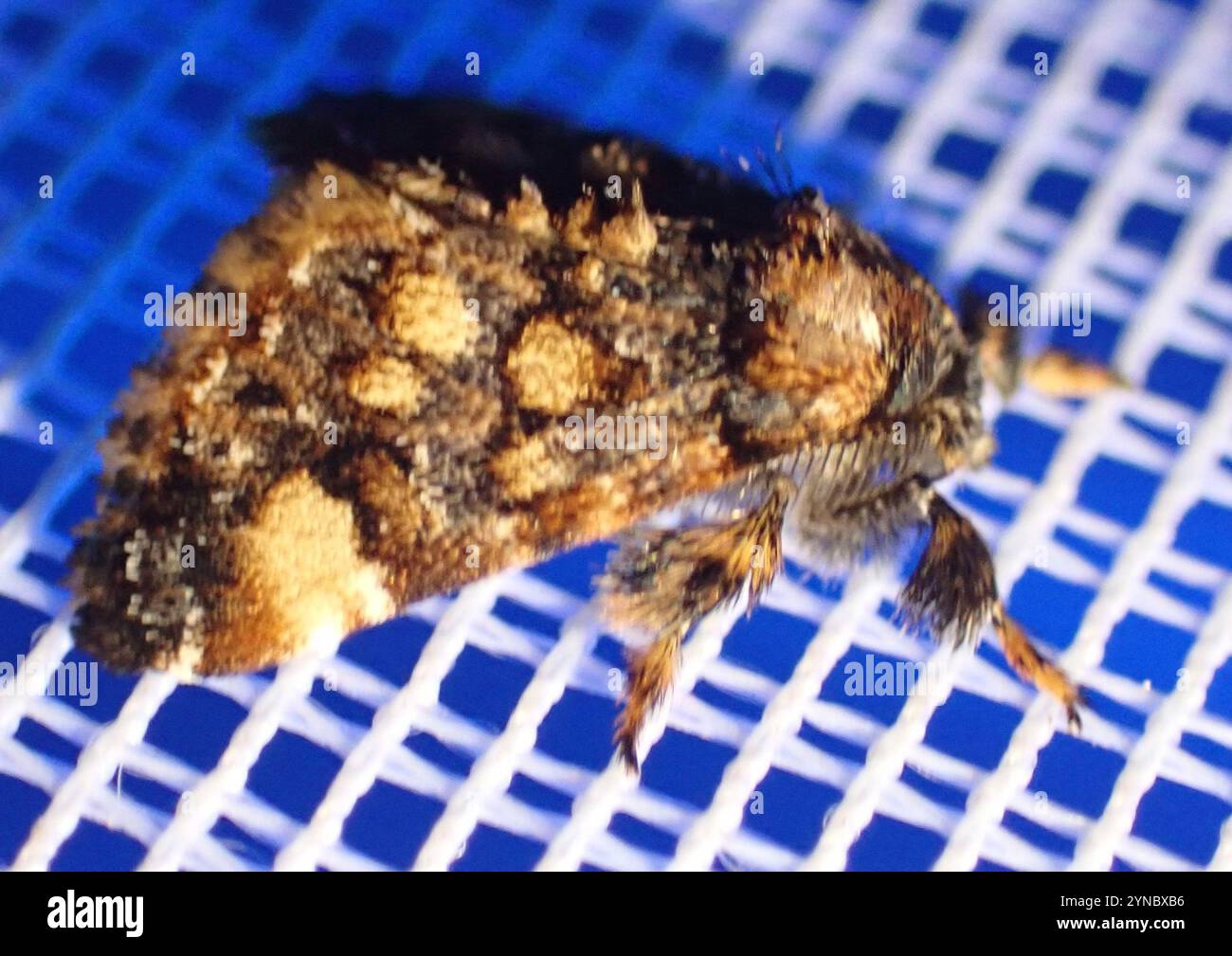 Slug Caterpillar Moths (Limacodidae Stock Photo - Alamy