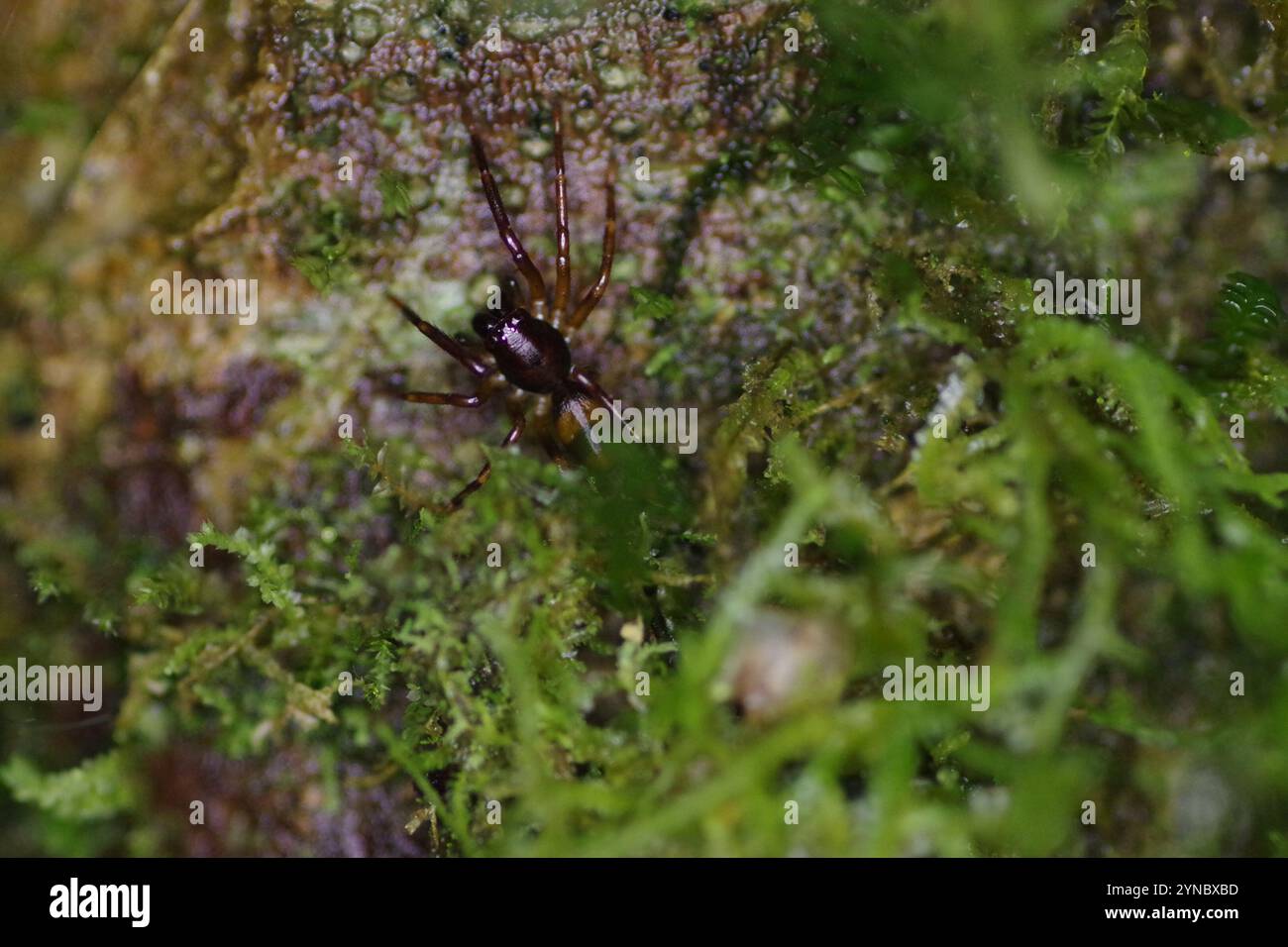 Ground and Ant-mimic Sac Spiders (Corinnidae Stock Photo - Alamy
