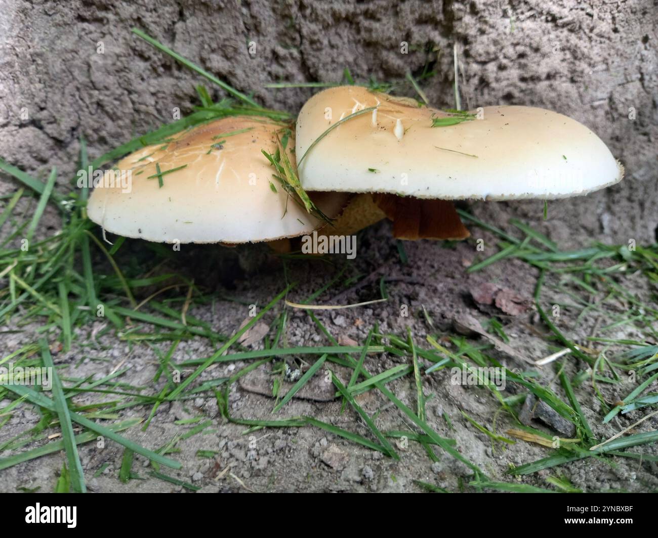 Tawaka (Cyclocybe parasitica Stock Photo - Alamy