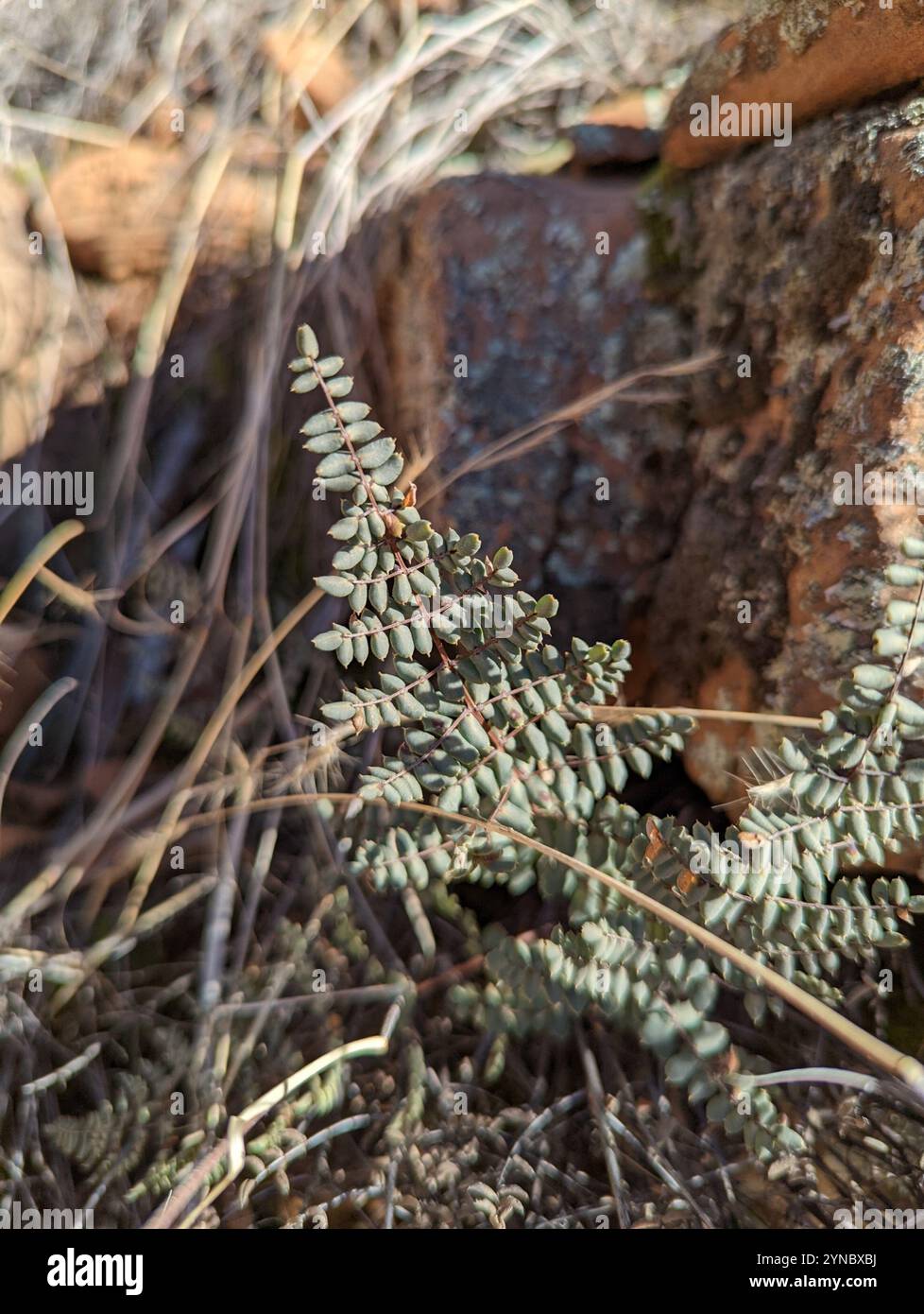 Spiny cliff brake hi-res stock photography and images - Alamy