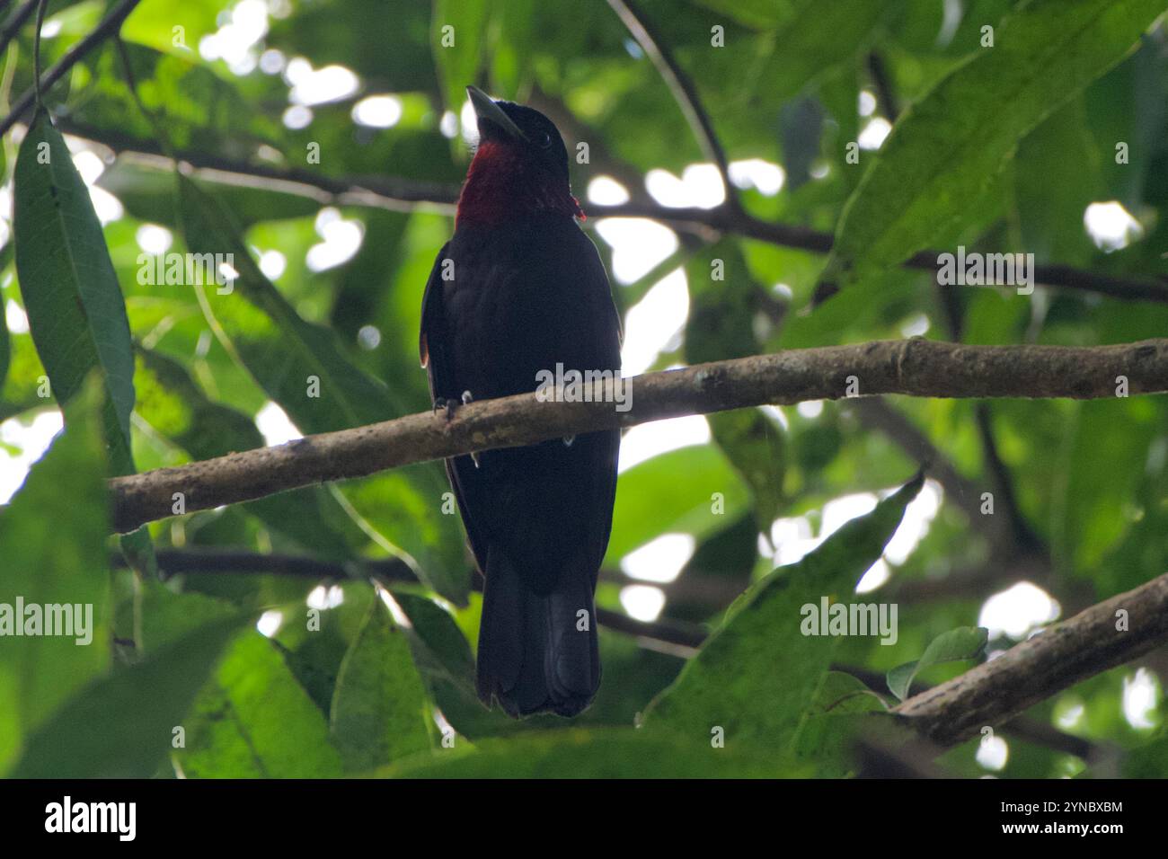 Purple-throated Fruitcrow (Querula purpurata Stock Photo - Alamy