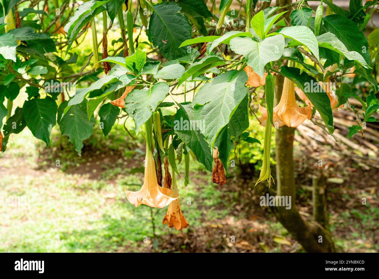 Brugmansia suaveolens, Brazil's white angel trumpet, also known as ...
