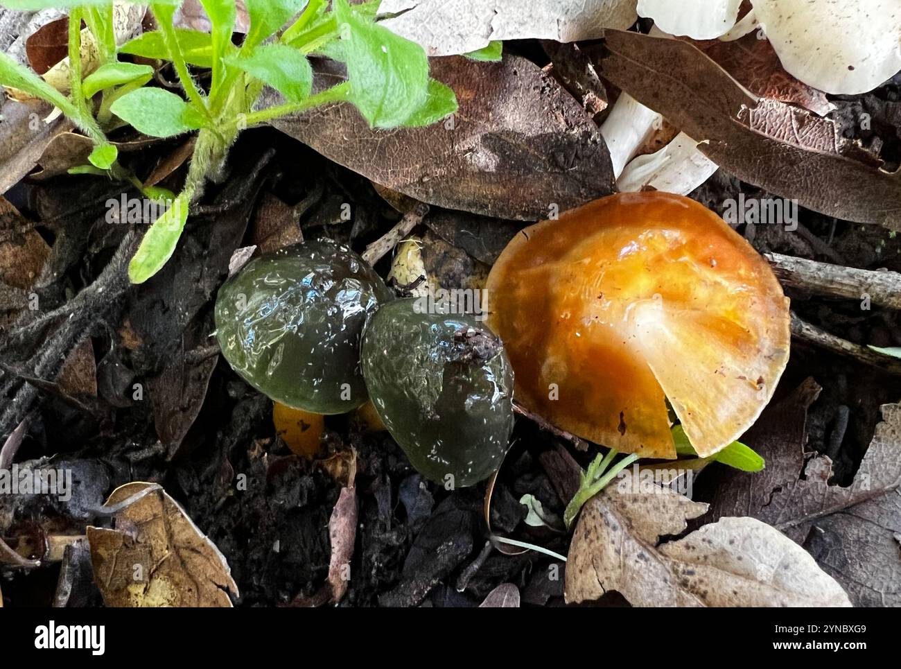 Parrot Mushroom (Gliophorus psittacinus Stock Photo - Alamy