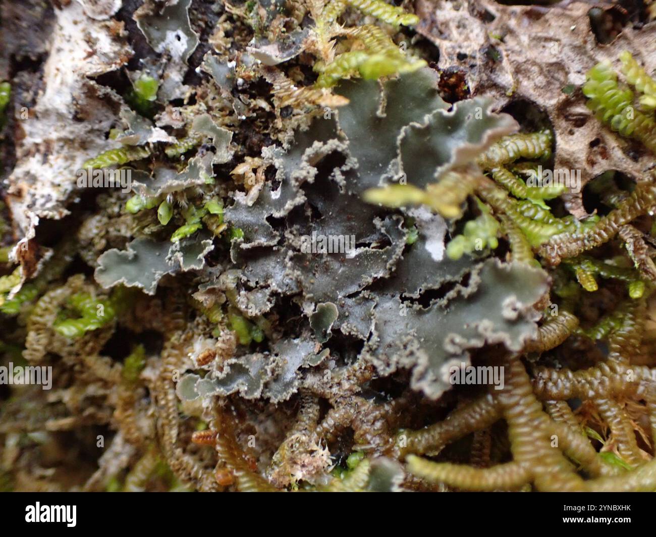 tree pelt lichen (Peltigera collina Stock Photo - Alamy