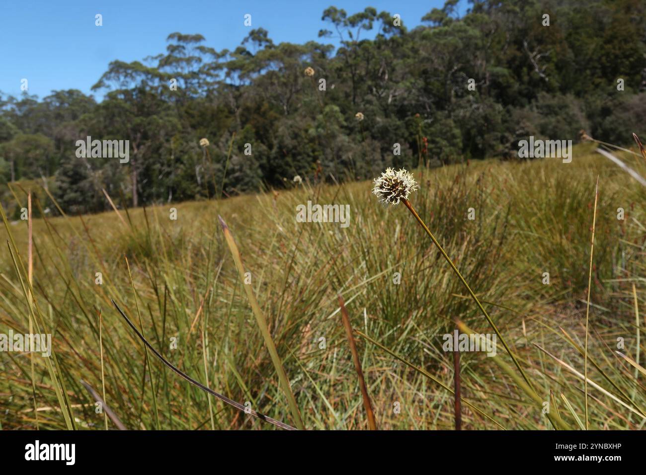 Button Grass (Gymnoschoenus sphaerocephalus Stock Photo - Alamy