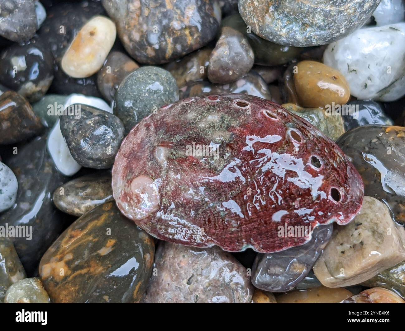 Abalone haliotis rufescens hi-res stock photography and images - Alamy