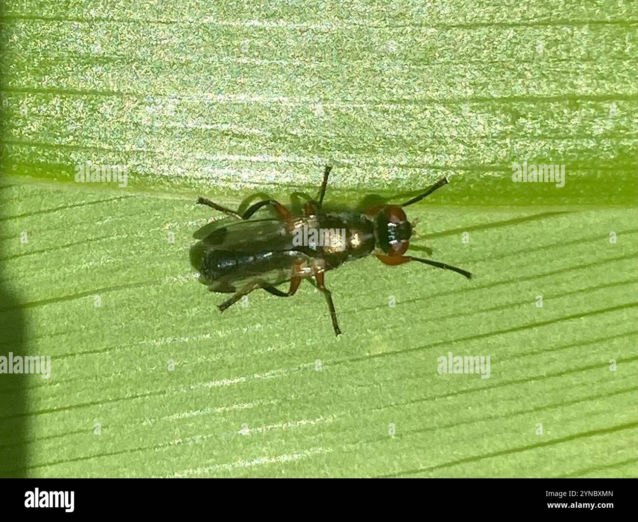 Signal Flies (Platystomatidae Stock Photo - Alamy