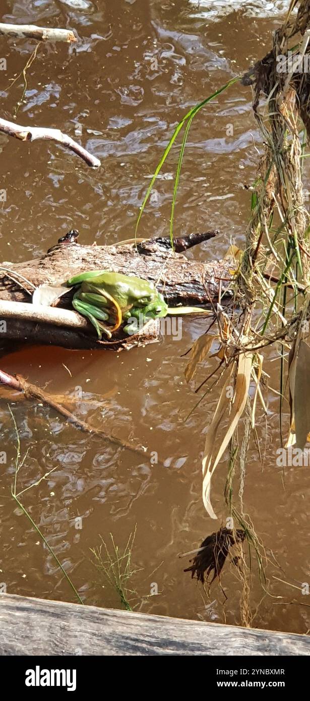 Australian Green Tree Frog (Ranoidea caerulea Stock Photo - Alamy