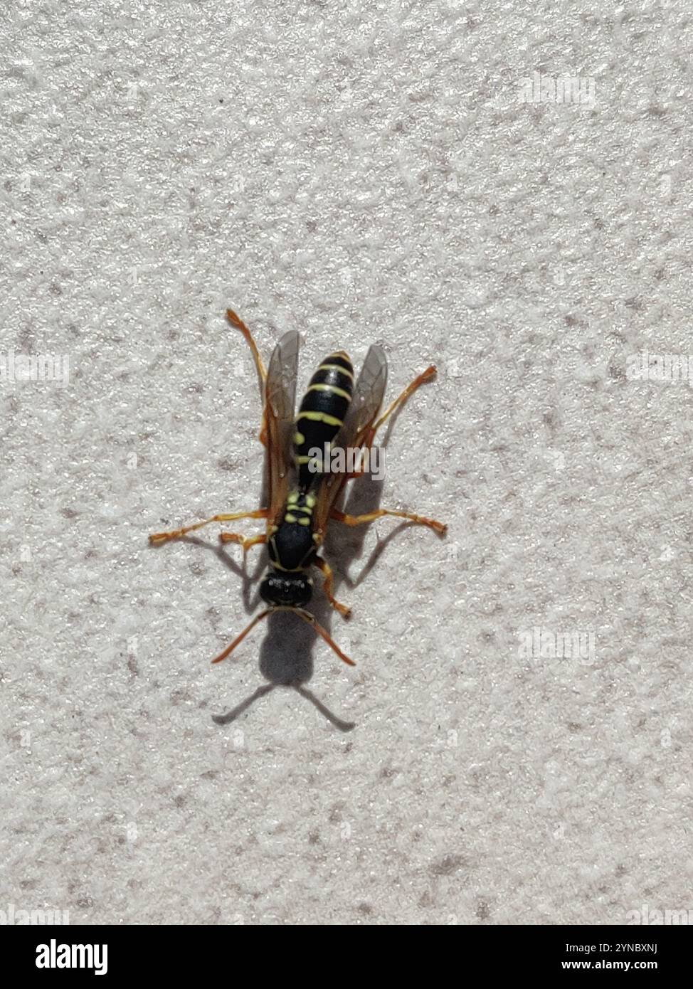 Asian paper wasp hi-res stock photography and images - Alamy