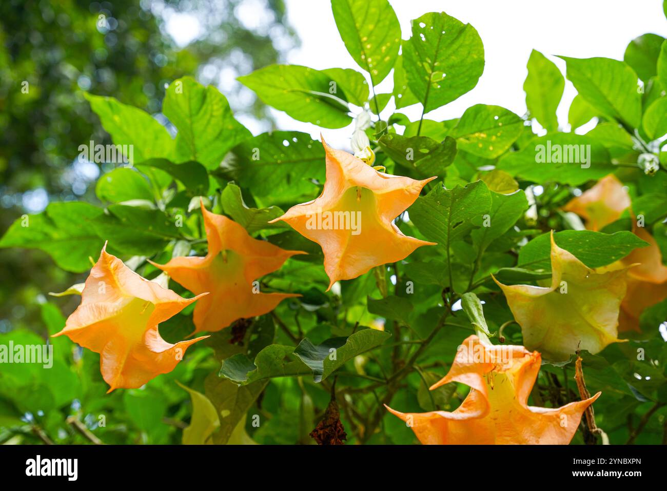 Brugmansia suaveolens, Brazil's white angel trumpet, also known as ...