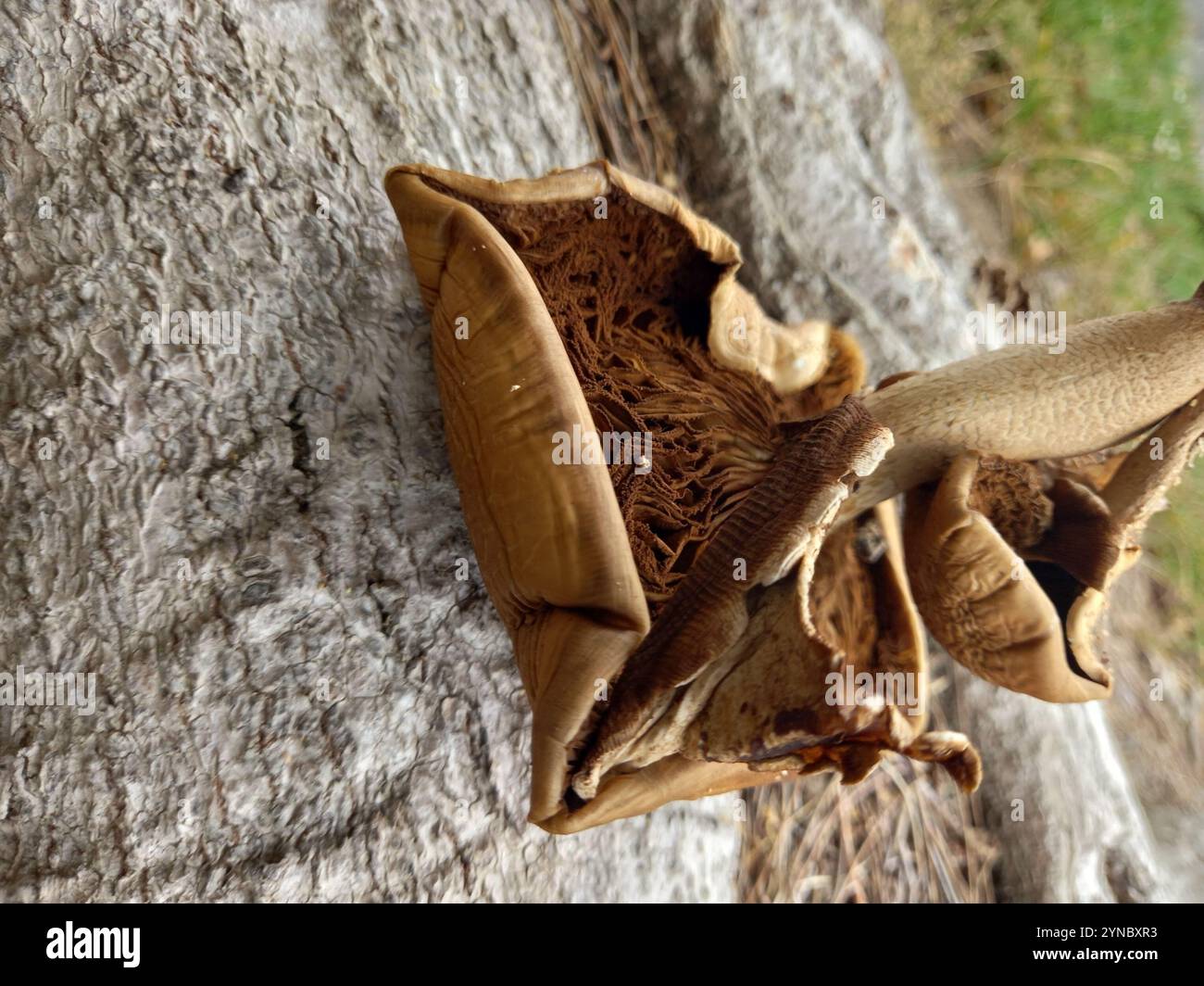 Cyclocybe parasitica hi-res stock photography and images - Alamy
