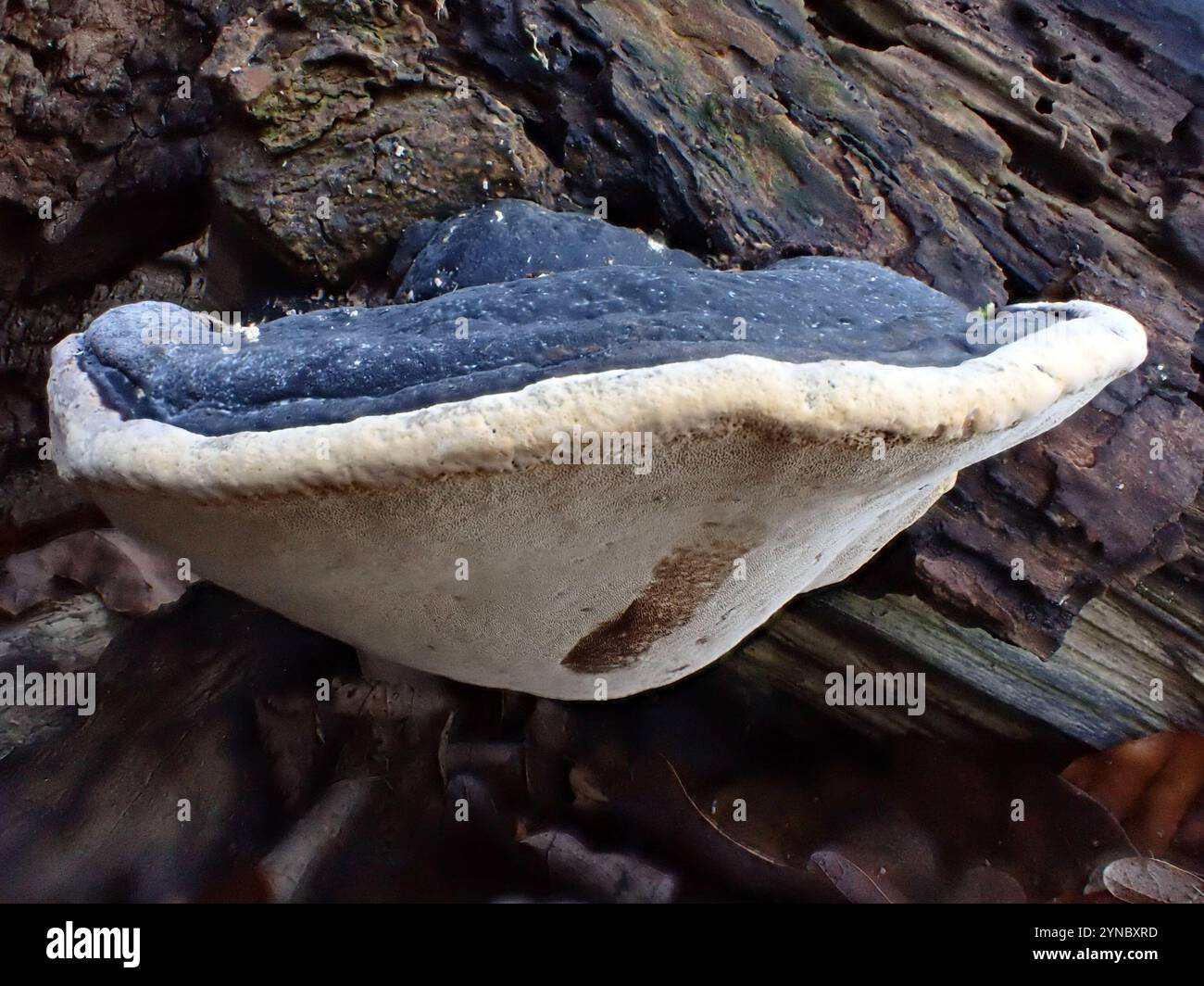 Willow Bracket (Phellinus igniarius Stock Photo - Alamy