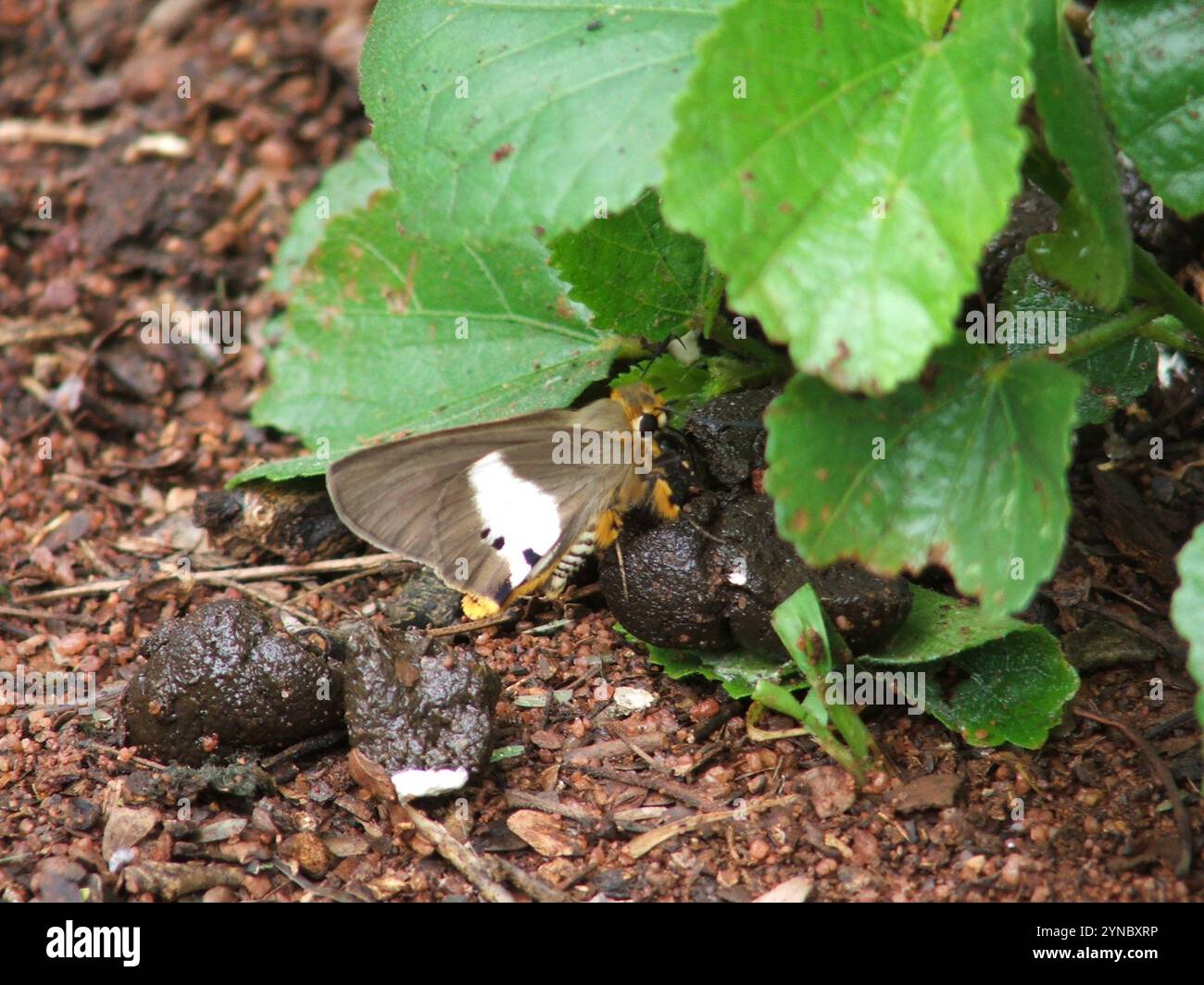 Two Pip Policeman (Coeliades pisistratus Stock Photo - Alamy